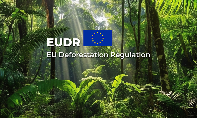 New Updates to the EUDR FAQ: Here Is What You Need to Know