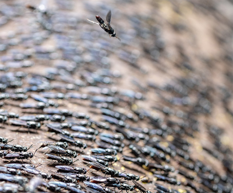 Protenga’s Smart Insect Farm: Transforming Palm Oil Waste into ...