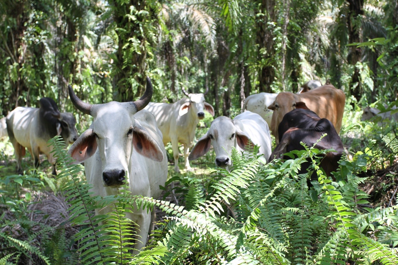 SALCRA, a Prime Mover in Agro-Commodity Circular Economy