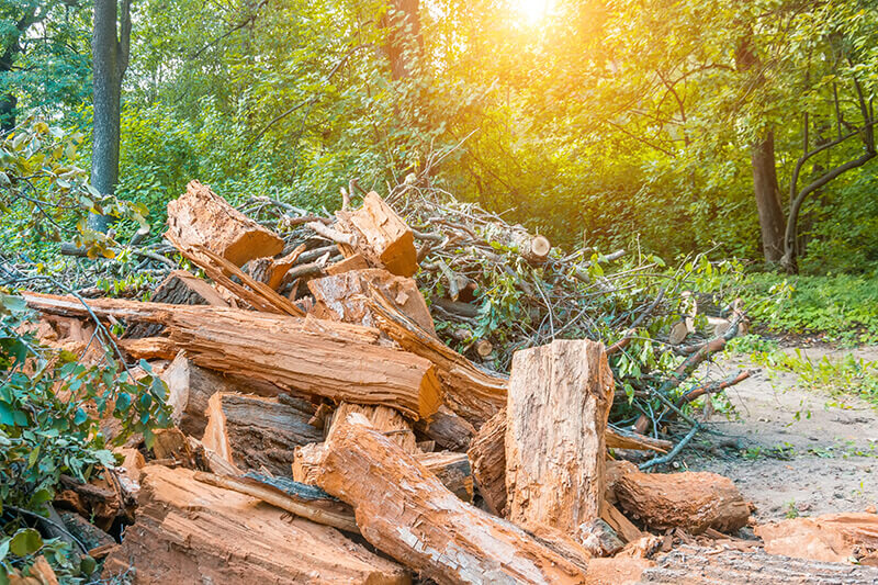 Be Green Biomass: Wholesome Approach to Wood Waste